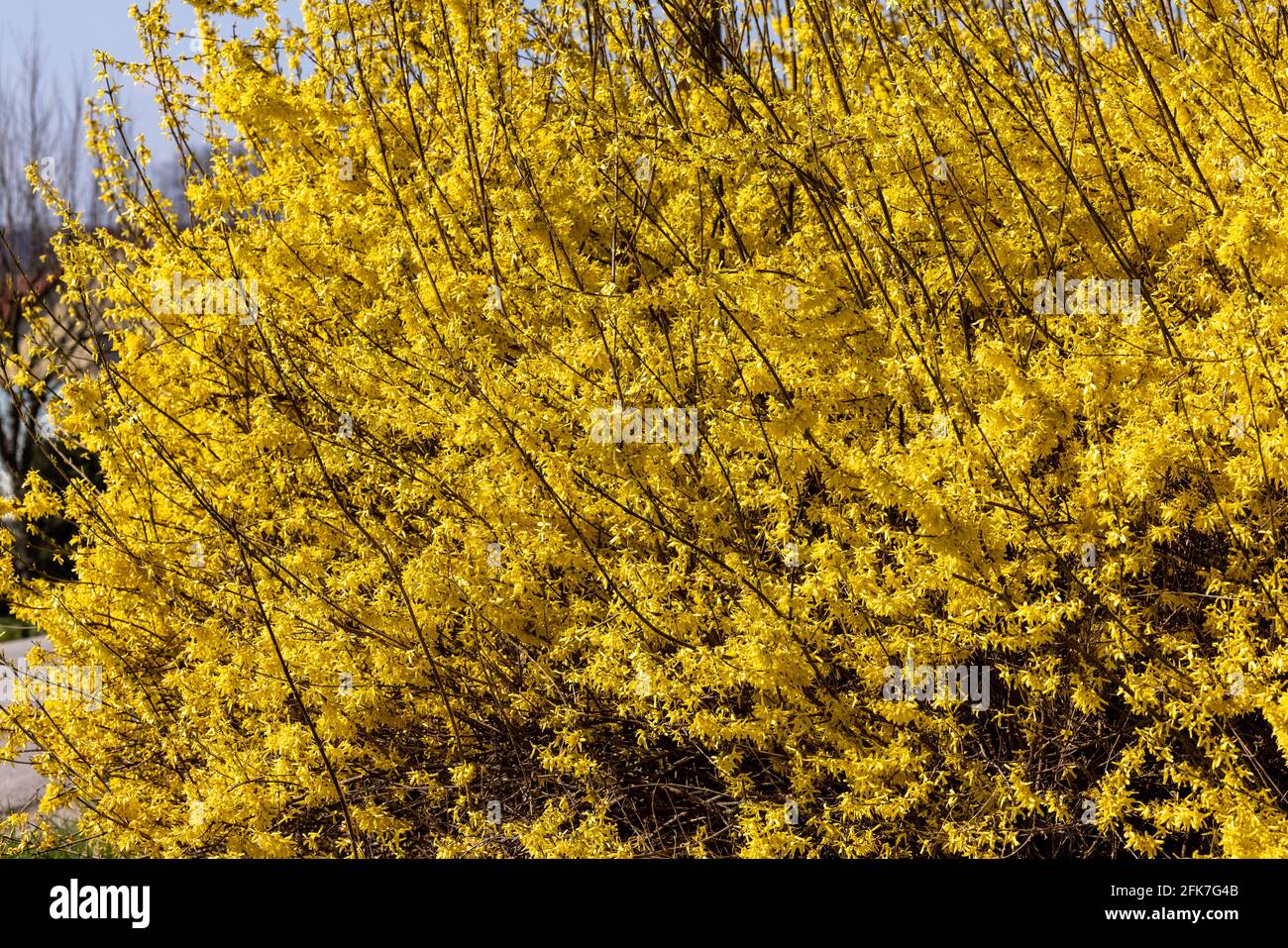 Forsythia europaea bush with yellow flowers blooming early spring Stock ...