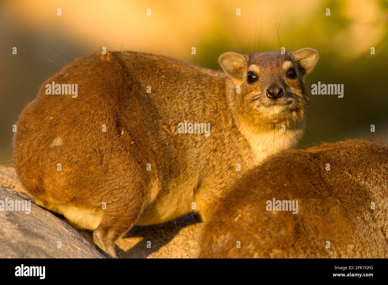 The Bush Hyrax, like all members of the family, have poor body ...
