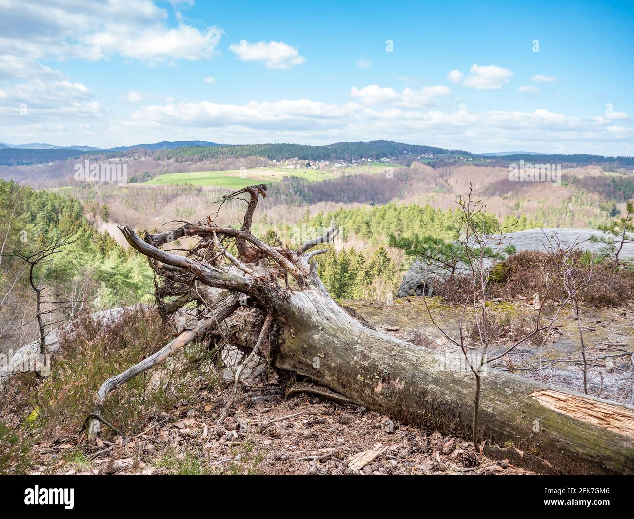 Broken by strong tree roots hi-res stock photography and images - Alamy