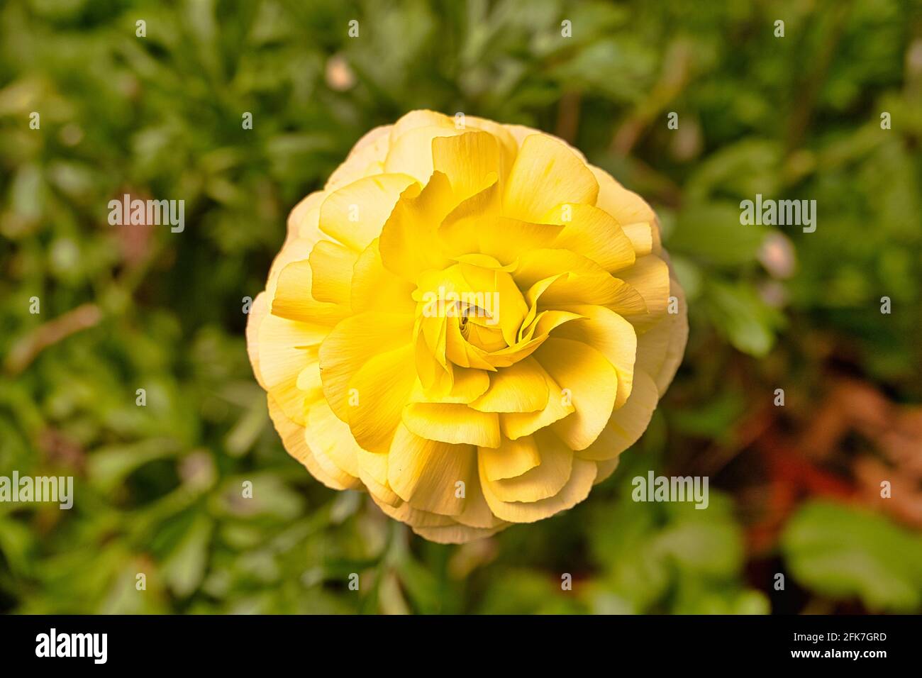 Ranunculus asiaticus L. ( Persian buttercup, Persian crowfoot, Asian ...