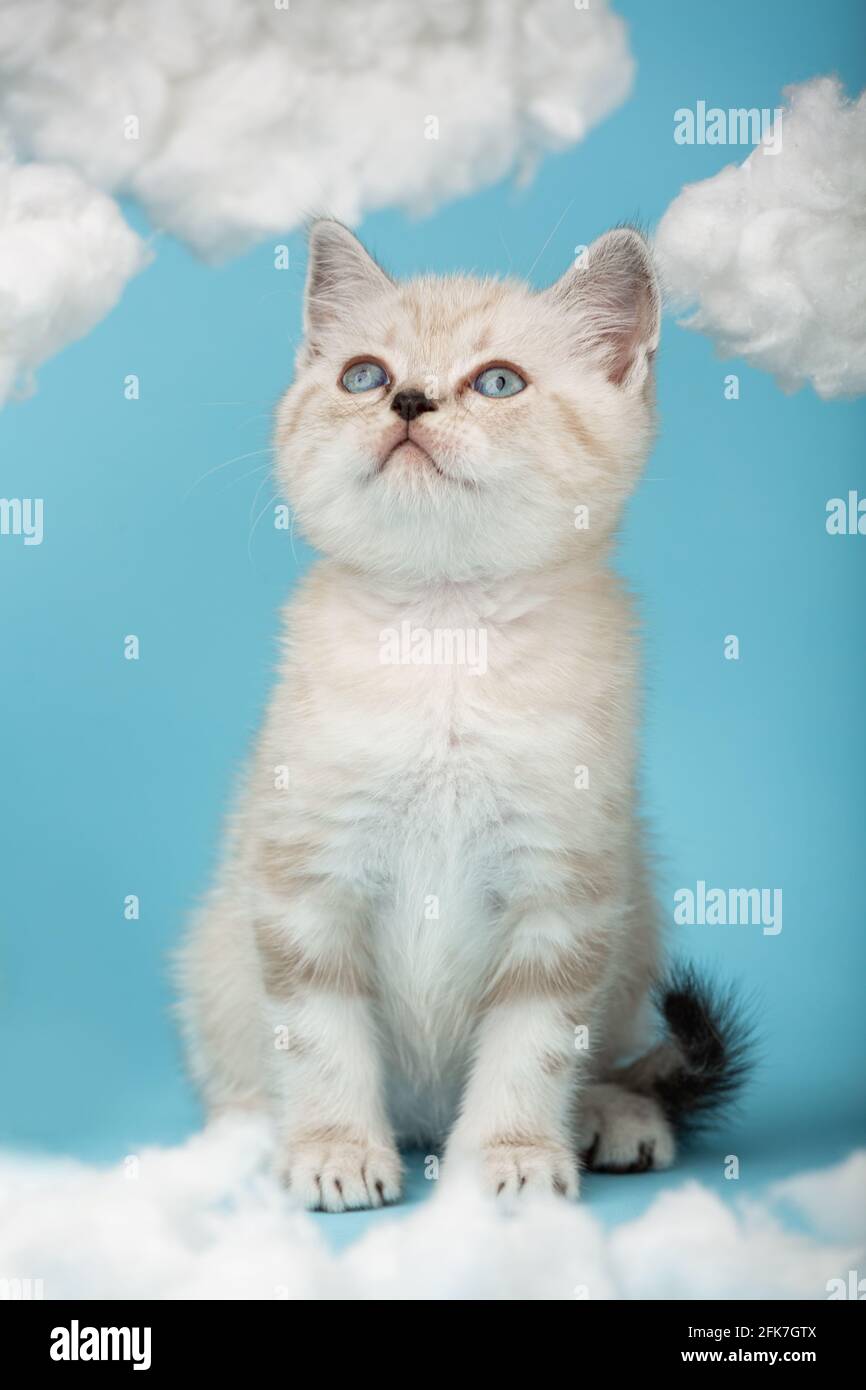 Cream Tabby Cat With Blue Eyes