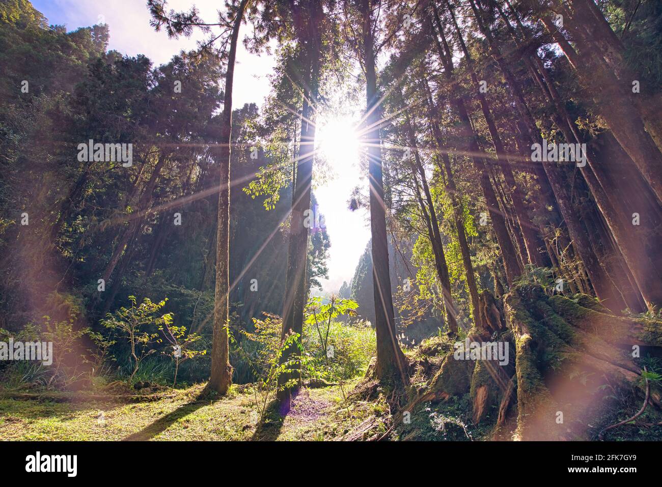 The morning sunlight in the forest. Colorful Sun Lens Flare. The Sun ...