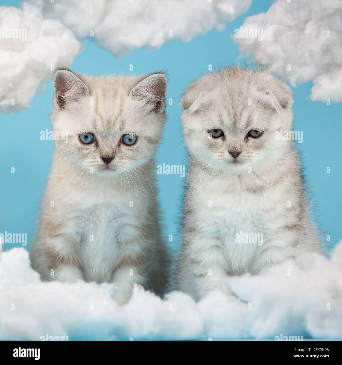 Two Scottish kittens are sitting on a blue background and very funny ...