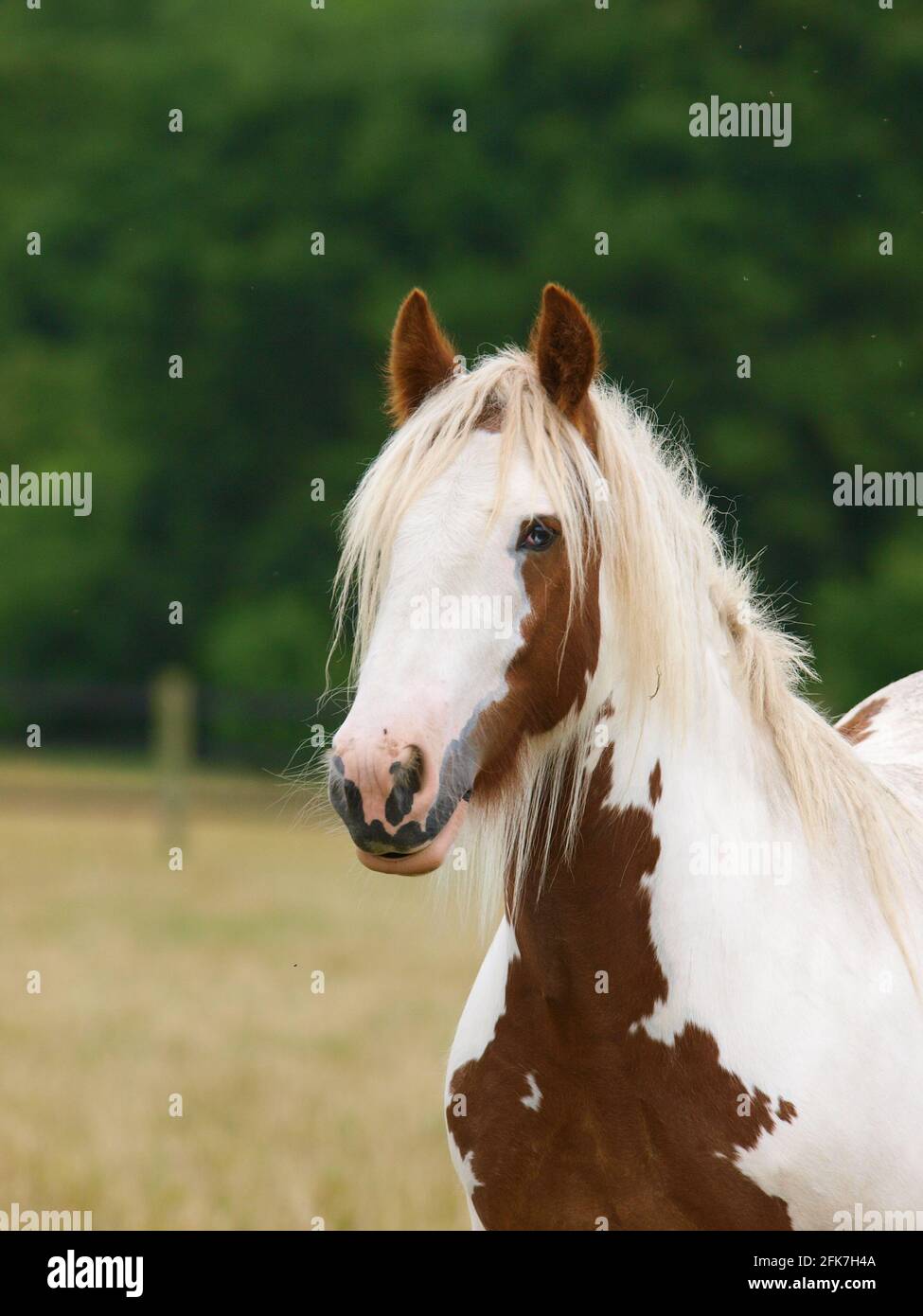 Coloured cob hi-res stock photography and images - Alamy