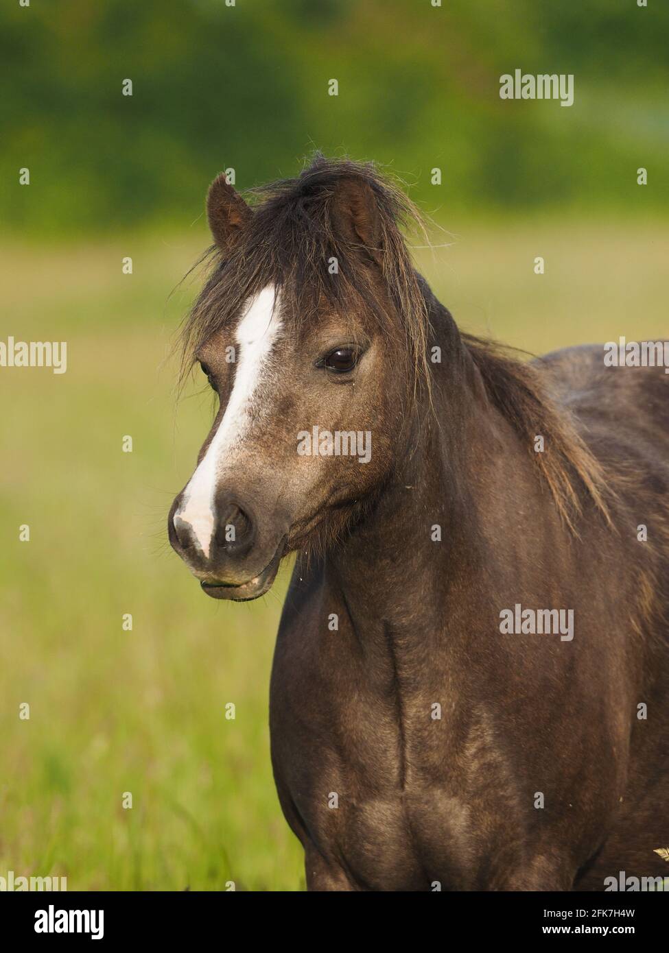 An over weight Welsh Section A pony stands in a paddock Stock Photo - Alamy