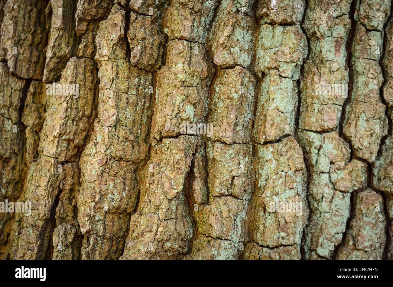 Natural oak quercus wood texture hi-res stock photography and images ...
