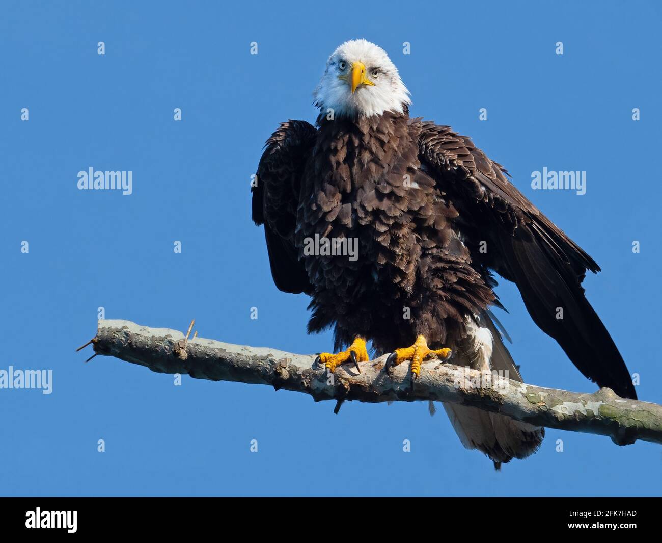 American bald eagle standing on hi-res stock photography and images - Alamy