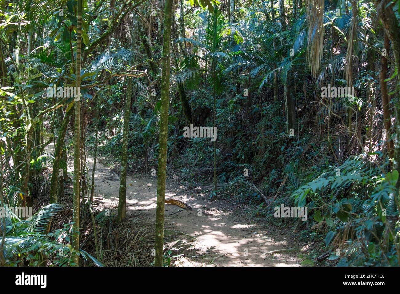 Pathway in a forest surrounded by bushes and narrow mossy tree trunks ...