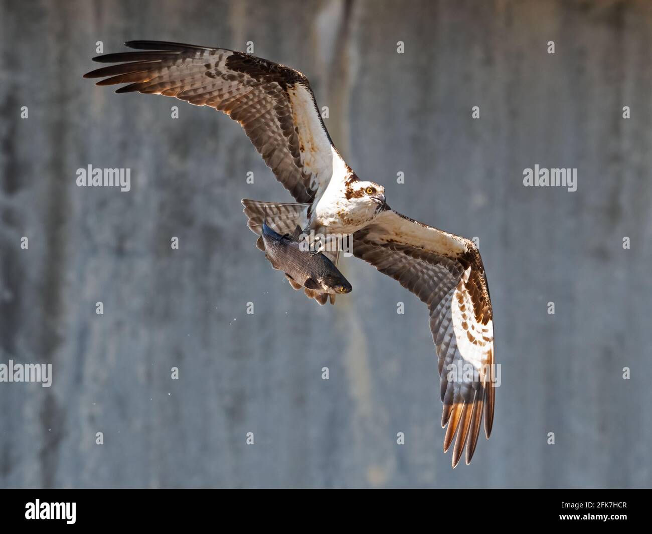 Osprey in Flight with Large Fish Stock Photo - Alamy