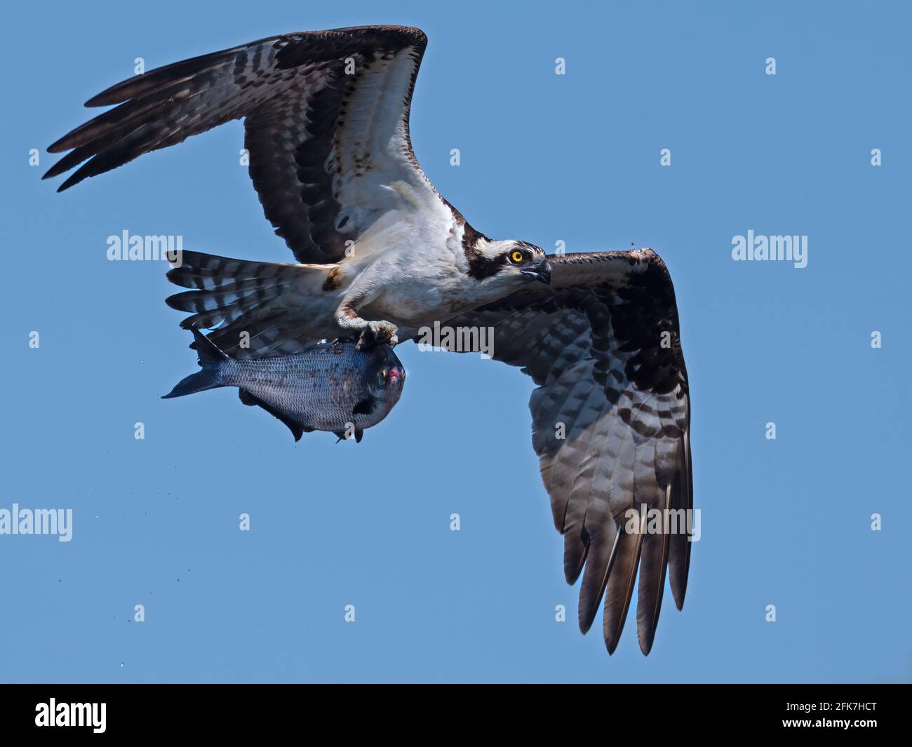 Osprey in Flight with Large Fish Stock Photo - Alamy