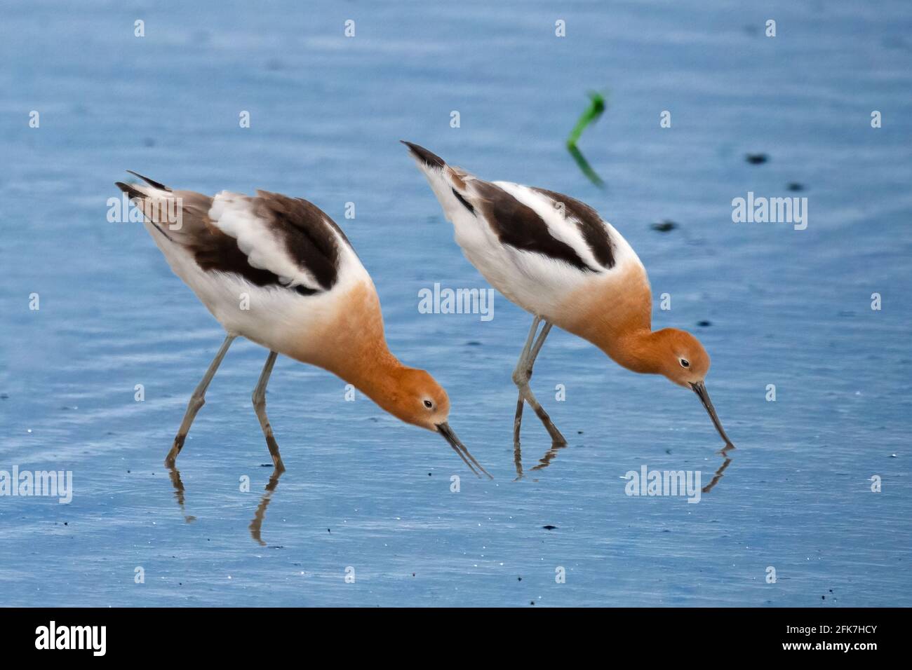Avocets feeding hi-res stock photography and images - Alamy