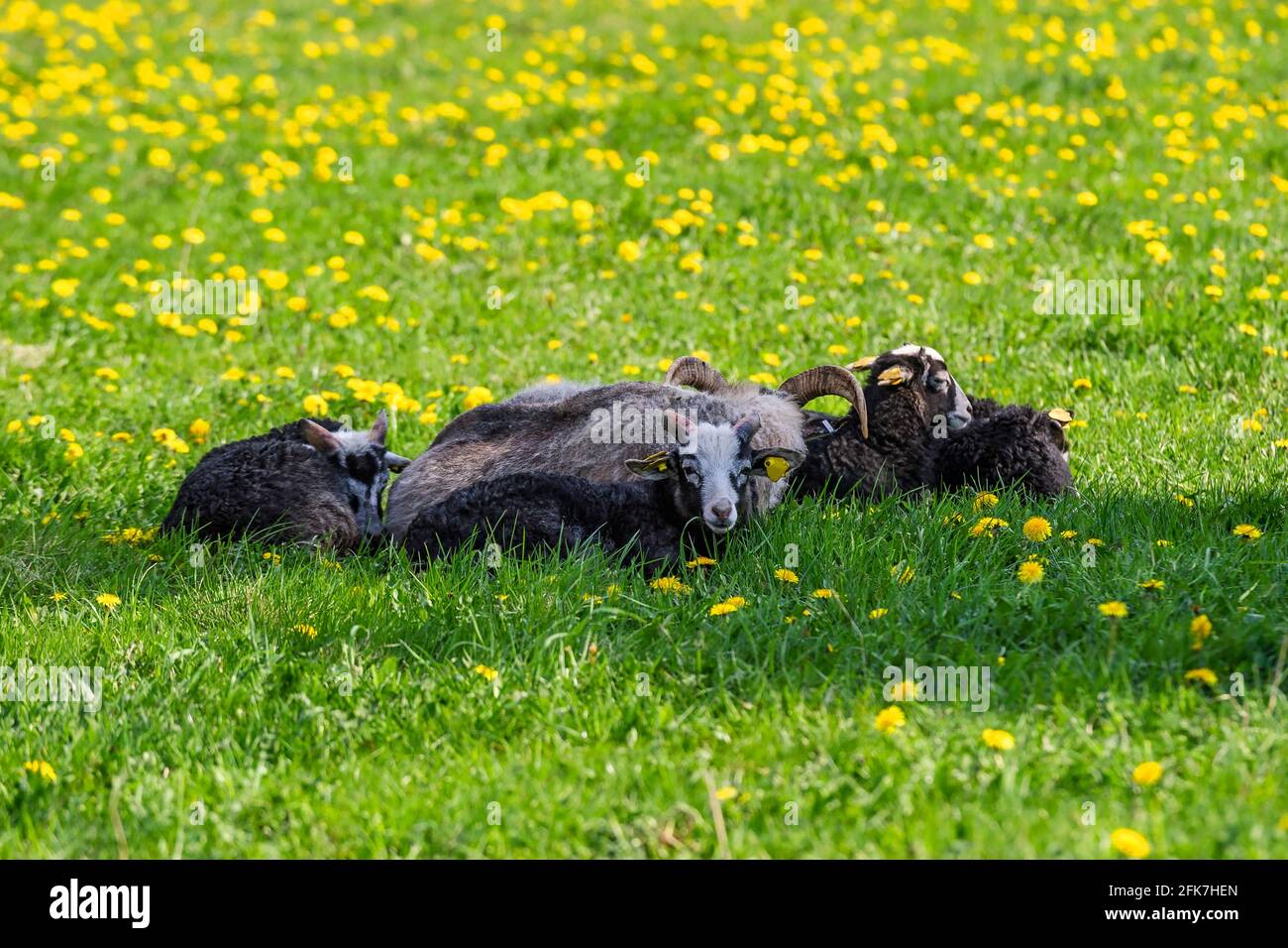 Group sheep rest shade area hi-res stock photography and images - Alamy