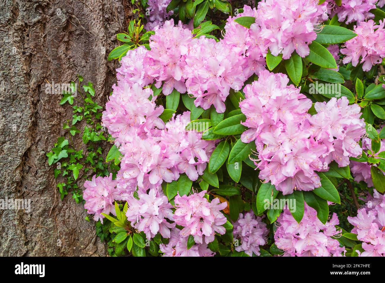 Pink Rhododendron flowers at a tree trunk Stock Photo - Alamy