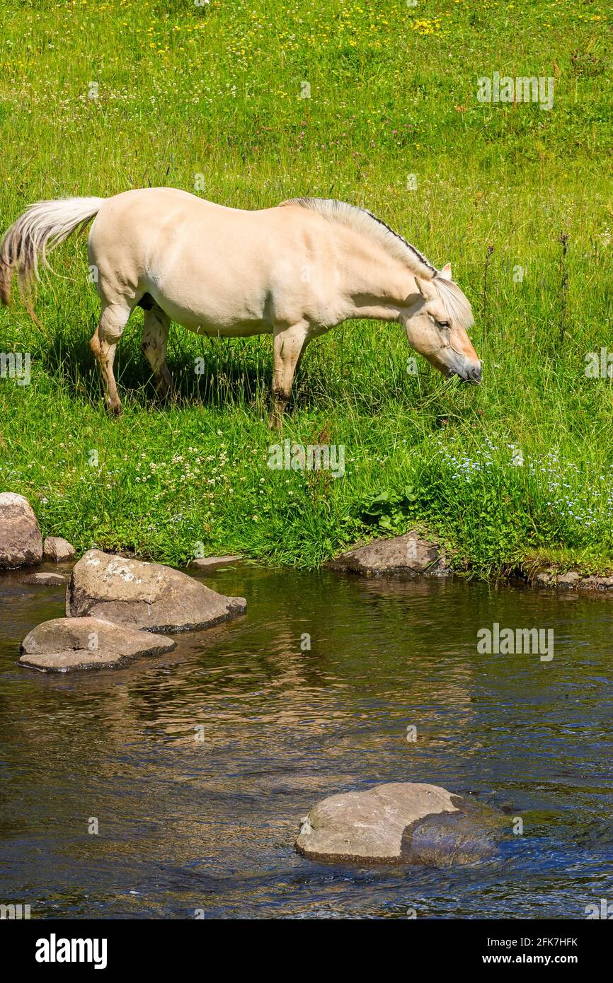Fjord horse graze on a meadow beach Stock Photo - Alamy