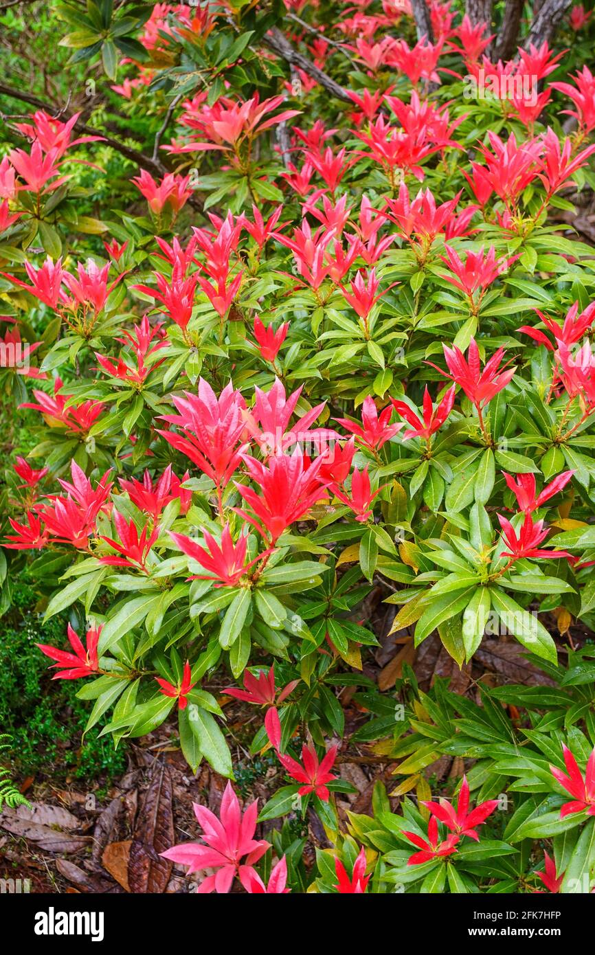 Red Rhododendron flowers in a garden Stock Photo - Alamy
