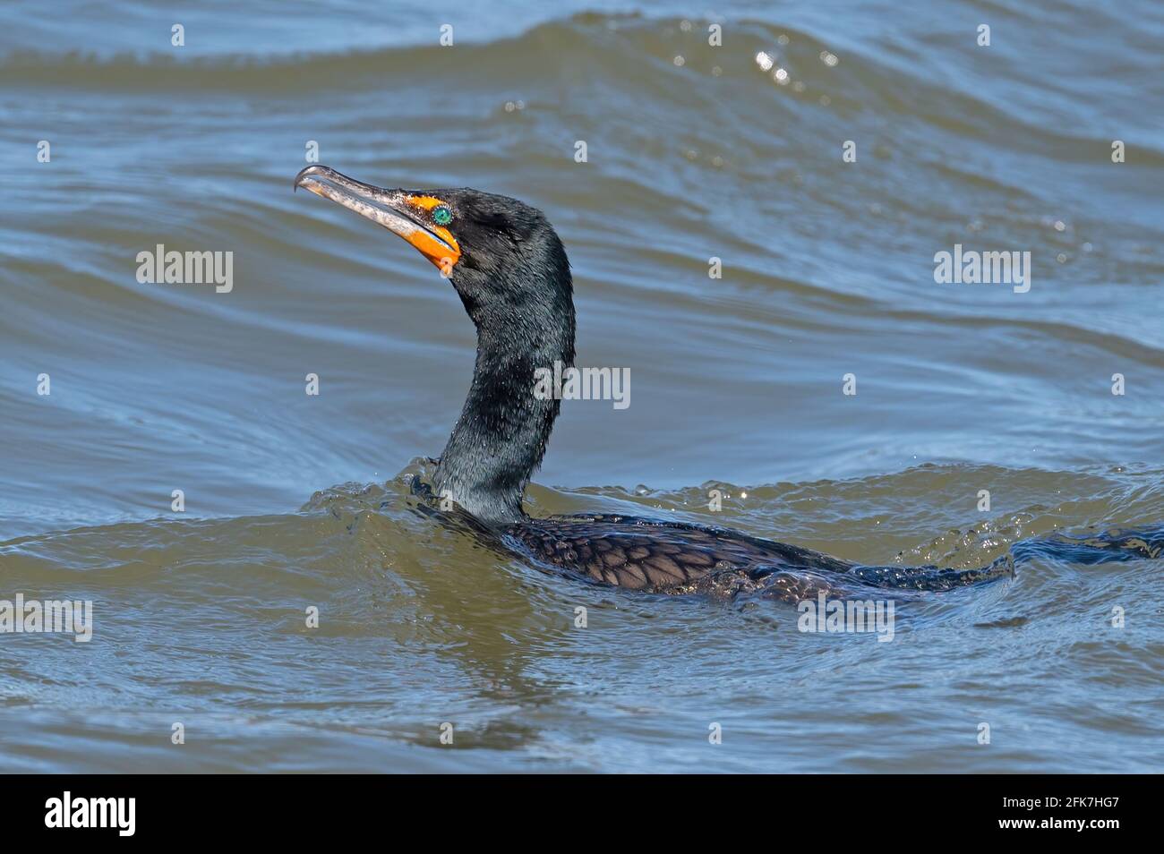 Double-crested Cormorant in the River Stock Photo - Alamy
