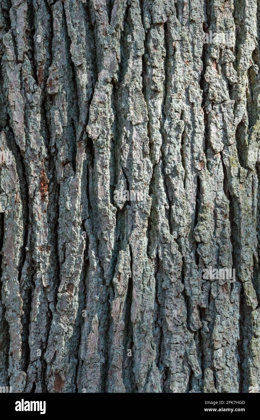 Natural oak quercus wood texture hi-res stock photography and images ...