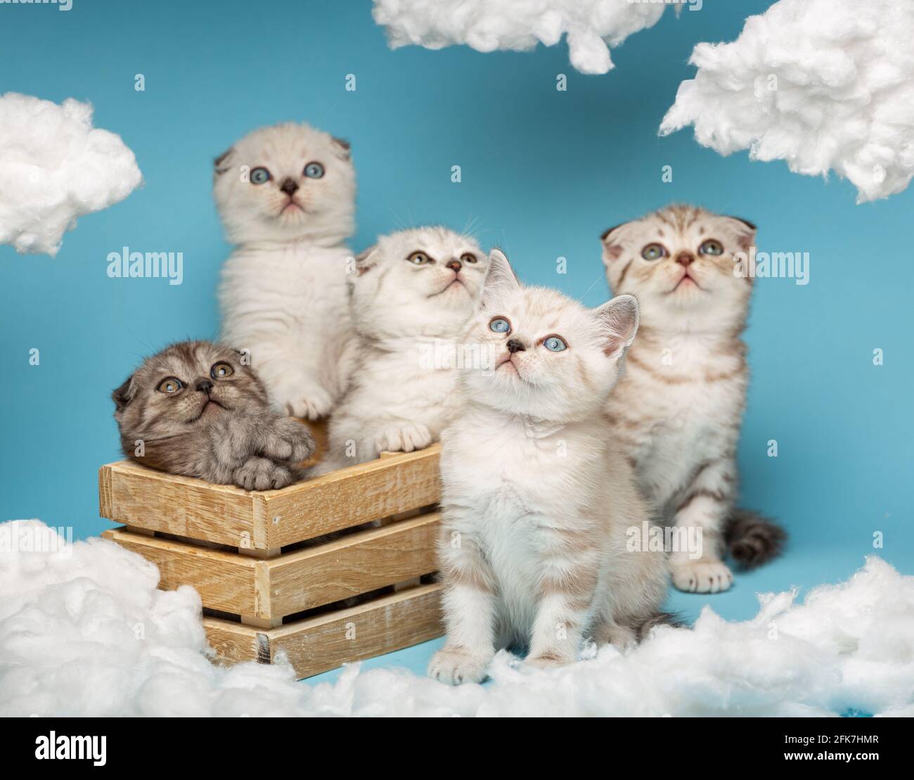 Group of various short-haired Scottish kittens sitting in a wooden box ...