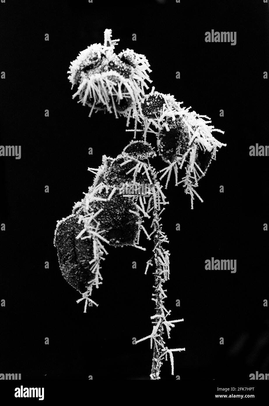 Rime frost on a garden rose October 1997 Stock Photo - Alamy