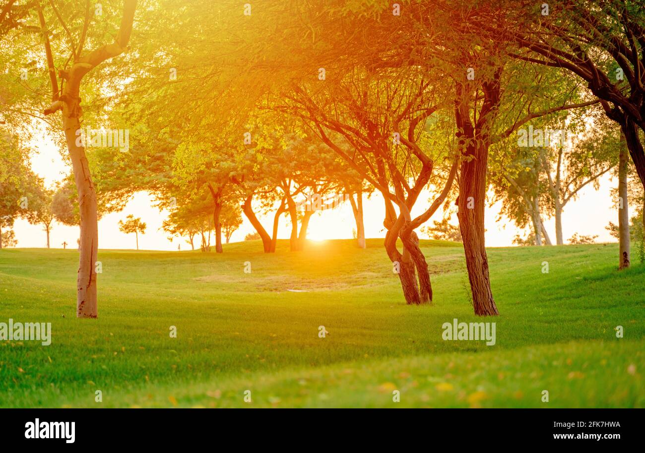 Sunrise beam coming through the trees in katara park. Sunset Stock ...