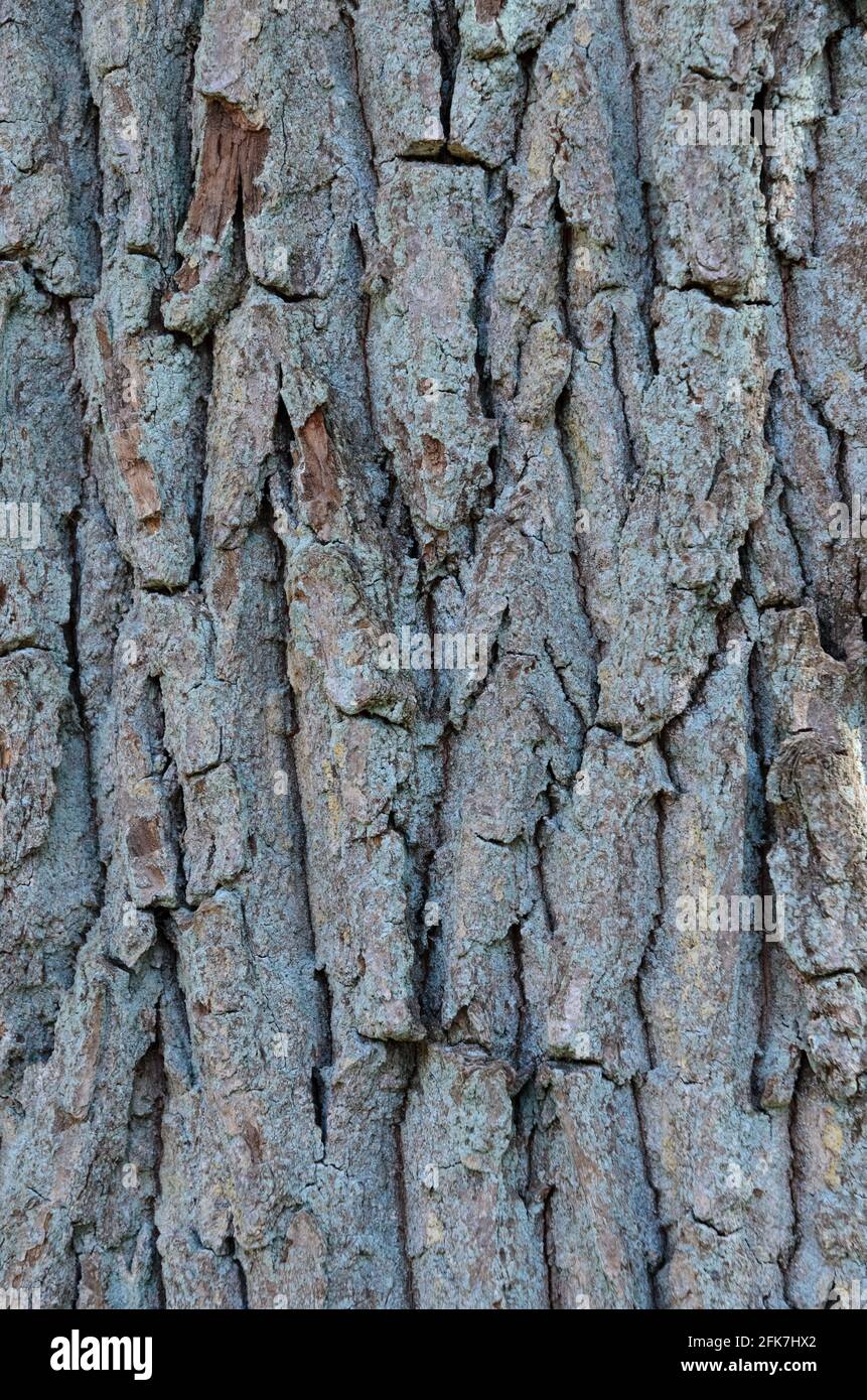 Oak bark texture hi-res stock photography and images - Alamy