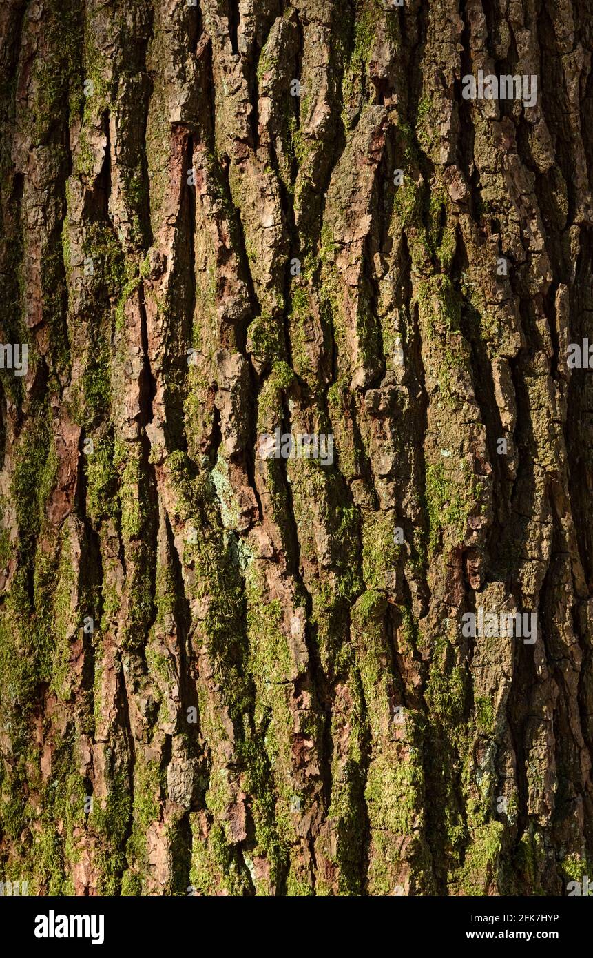 Oak bark texture hi-res stock photography and images - Alamy
