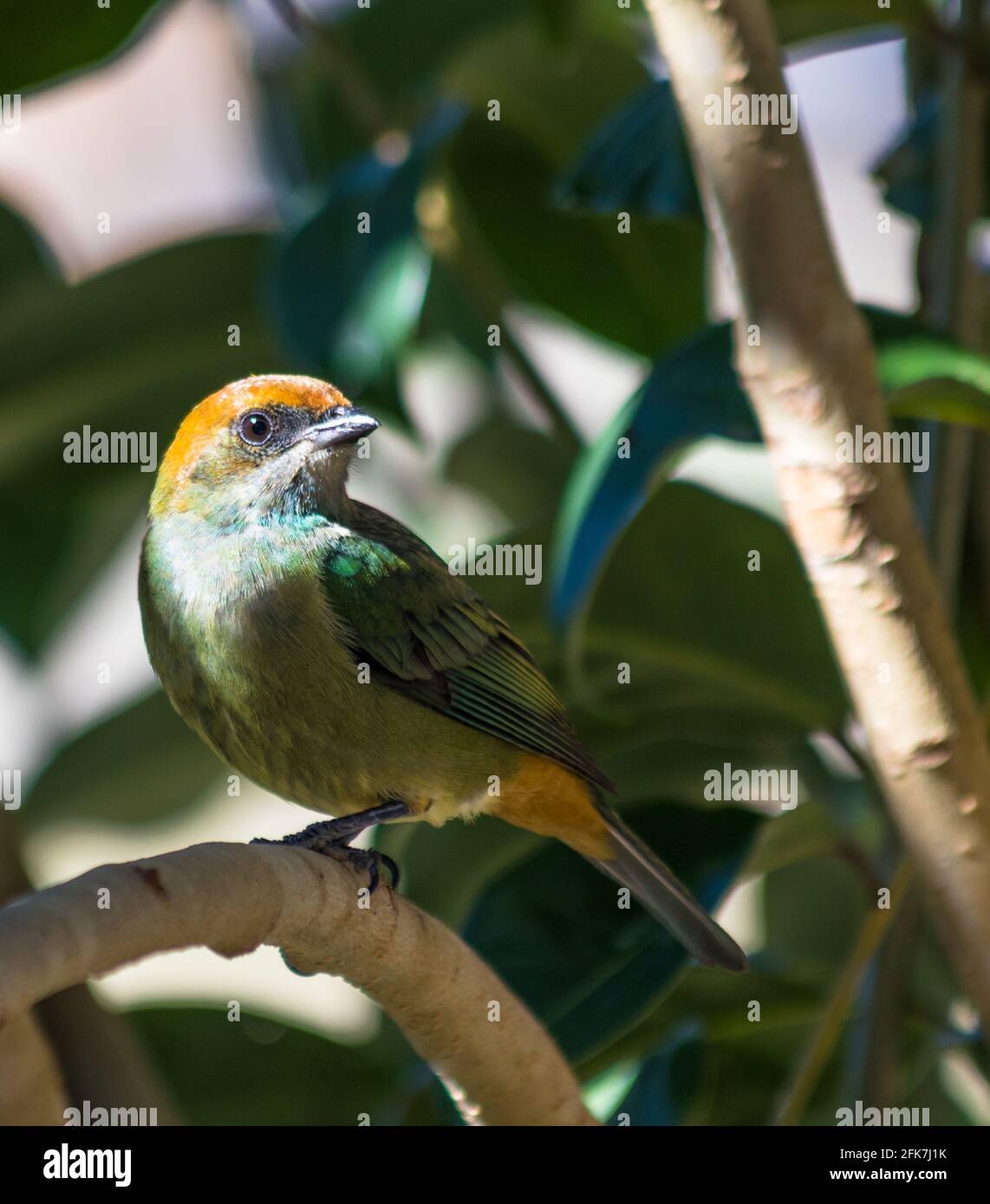 Vertical shot of a female chestnut-backed tanager bird standing on a ...