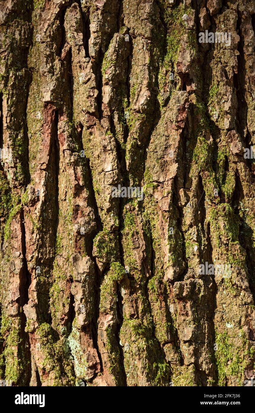 Close-up view of weathered outer bark of an oak tree (Quercus) with ...