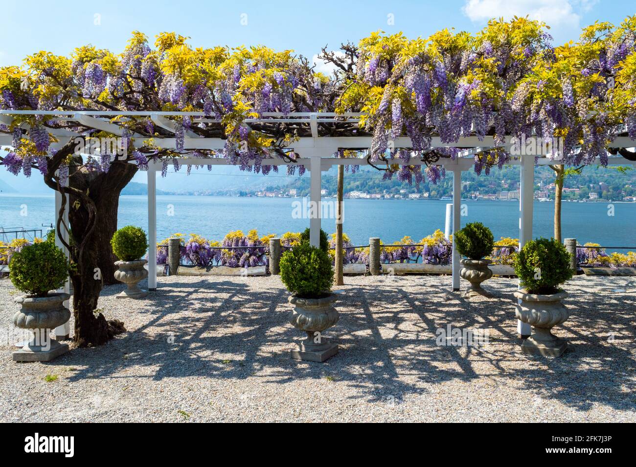 Nice canopy covered in wisteria flowers...beautiflu purple and yellow ...