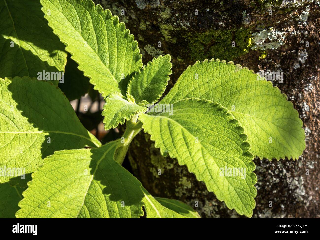 Closeup of a boldo medicinal plant in Brazil Stock Photo - Alamy