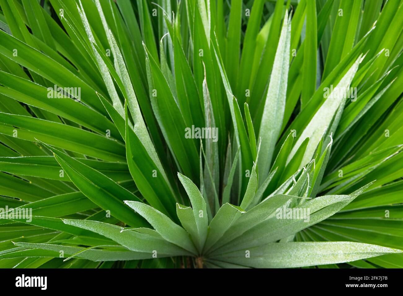 Leaf of green fresh Yucca. Summer pattern. Close up. Tropical ...