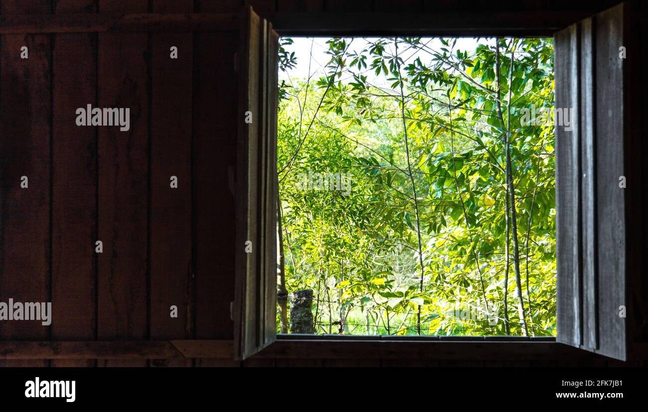 Wooden window opened to reveal a beautiful bright green forest scene ...