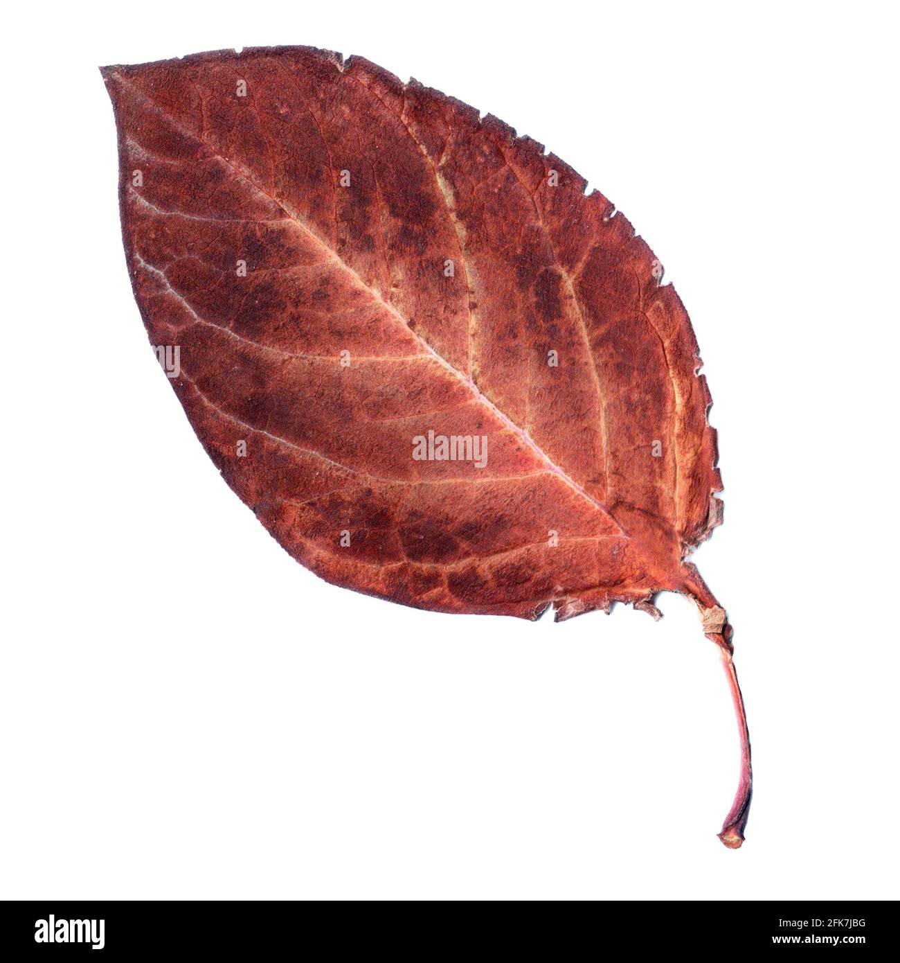 One leaf type Cut Out Stock Images & Pictures - Alamy