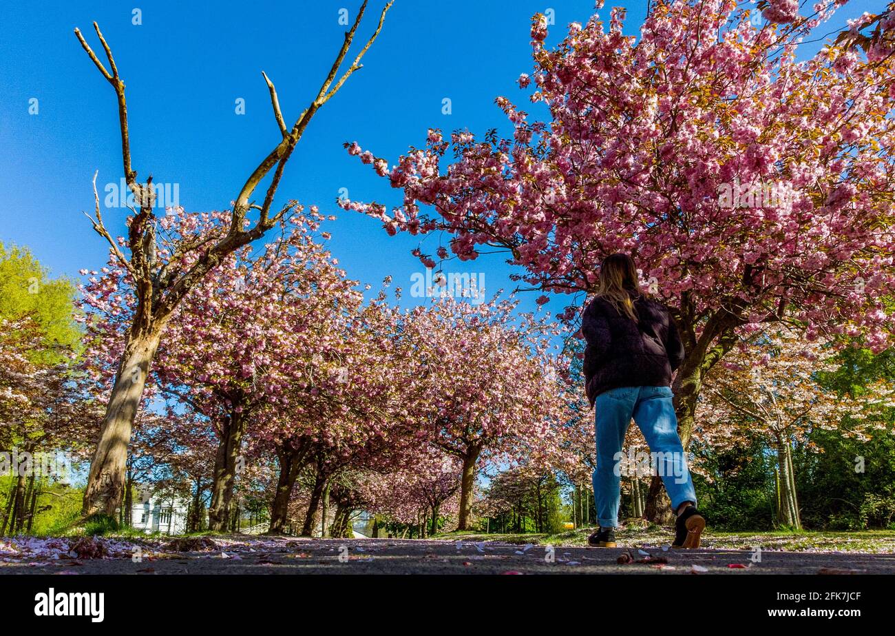 Wavertree botanical gardens hi-res stock photography and images - Alamy