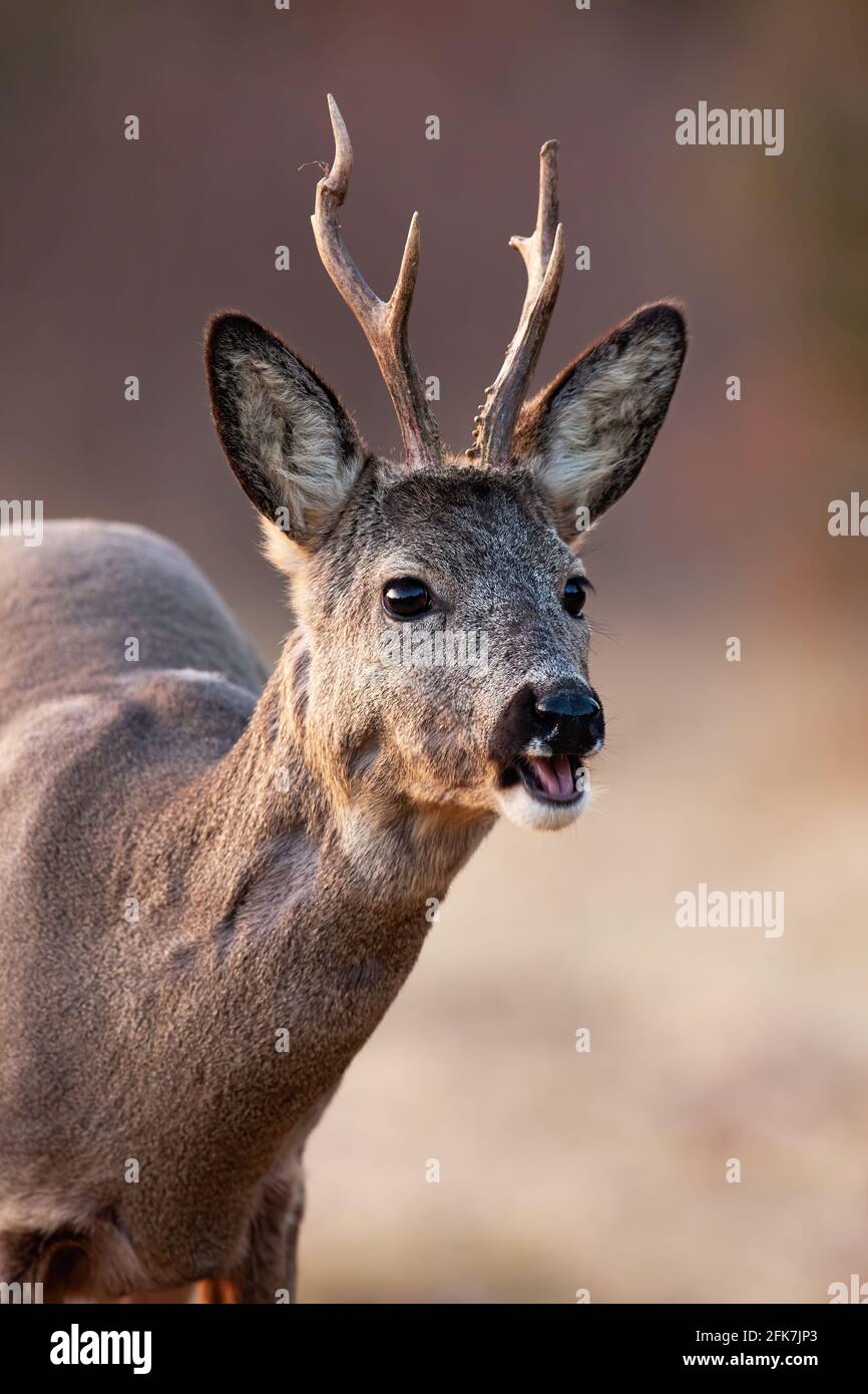 Detail of roe deer buck chewing in spring nature from close-up Stock ...