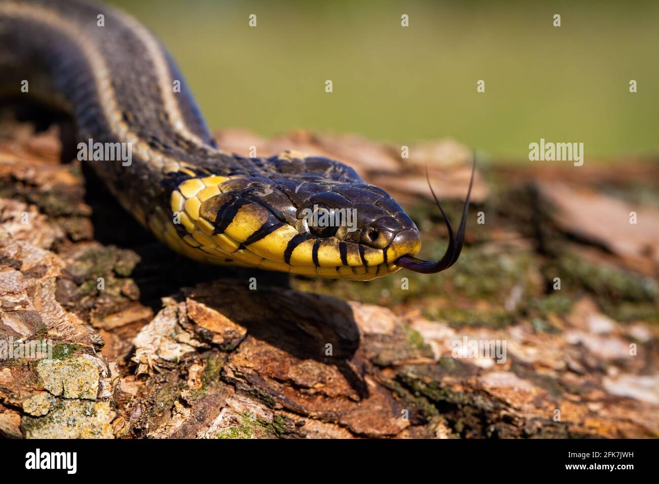 Grass snake crawling on bark of a tree trunk and sticking out its ...
