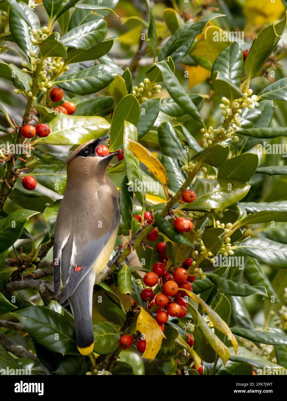 Cedar waxwing (Bombycilla cedrorum) - Hall County, Georgia. Cedar ...