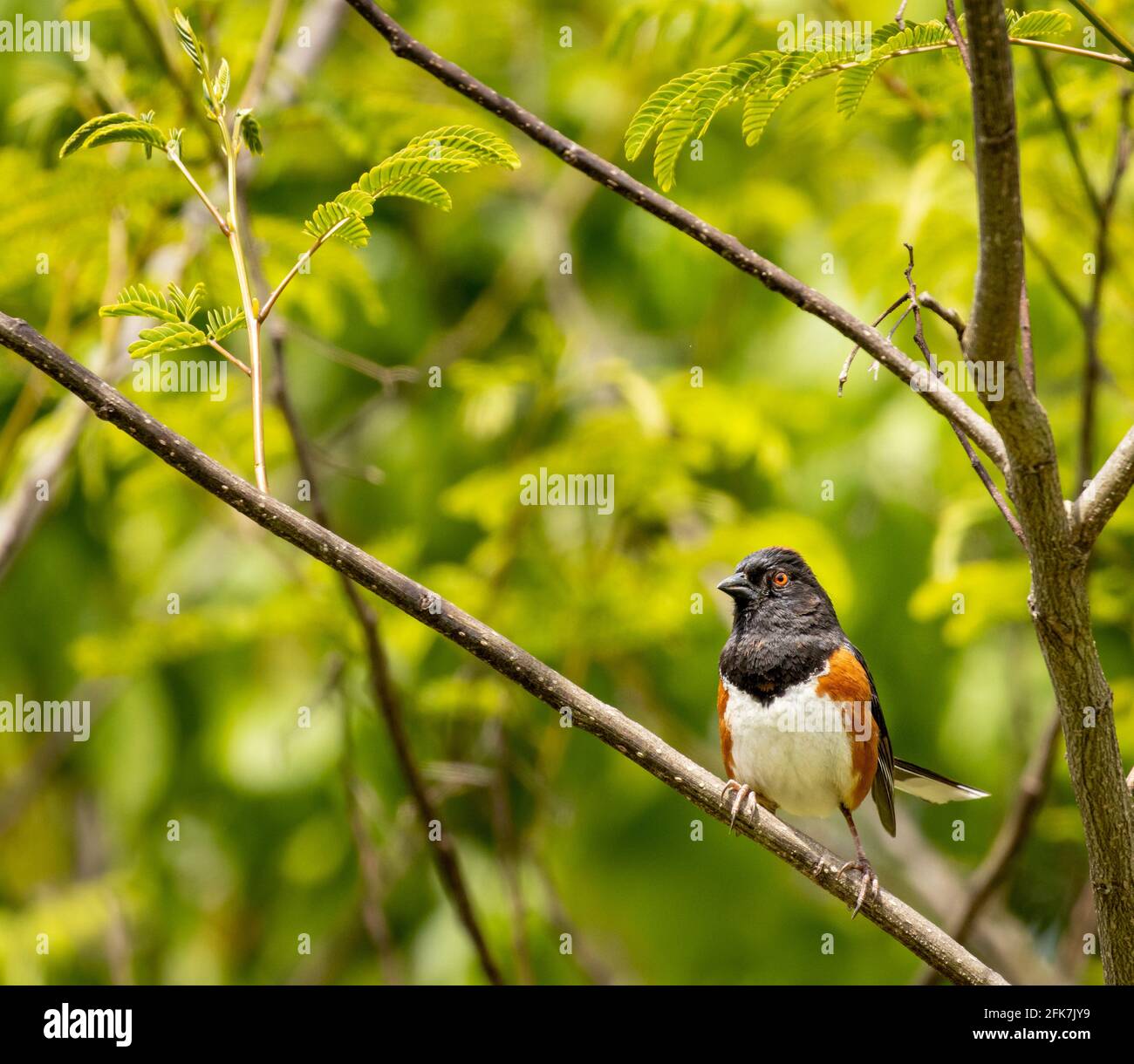 Genus pipilo hi-res stock photography and images - Alamy