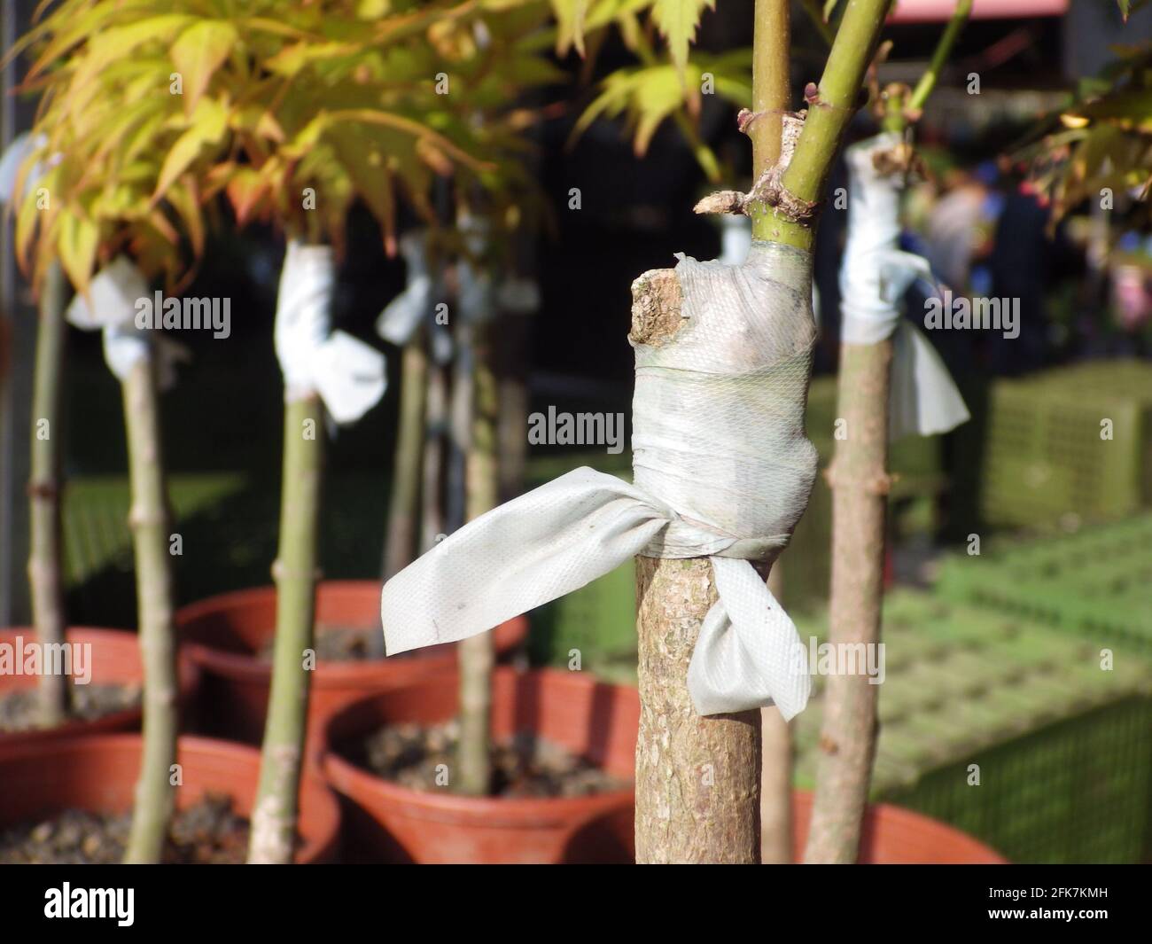 Trees wrapped with white tapes after being grafted Stock Photo - Alamy