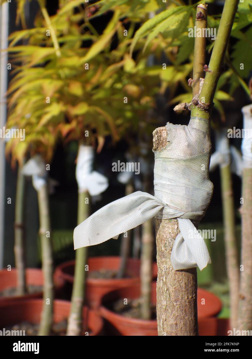 Grafted plant wrapped with a white tape Stock Photo - Alamy