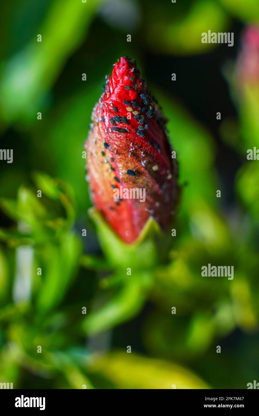 Aphids on a hibiscus flower Stock Photo - Alamy