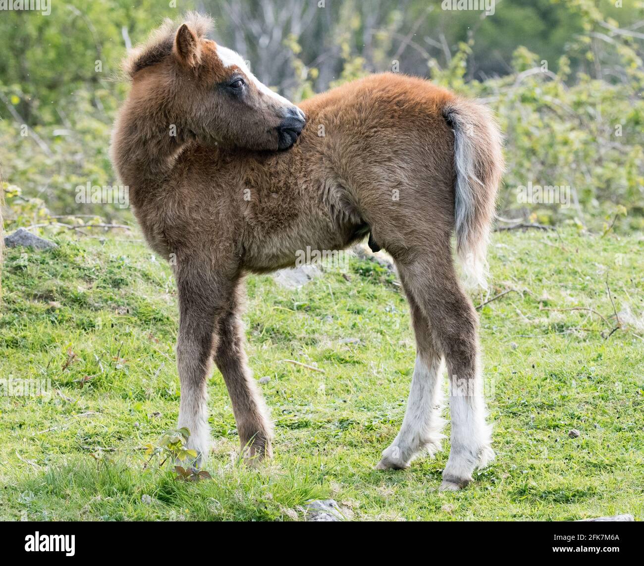 Carneddau pony foal hi-res stock photography and images - Alamy