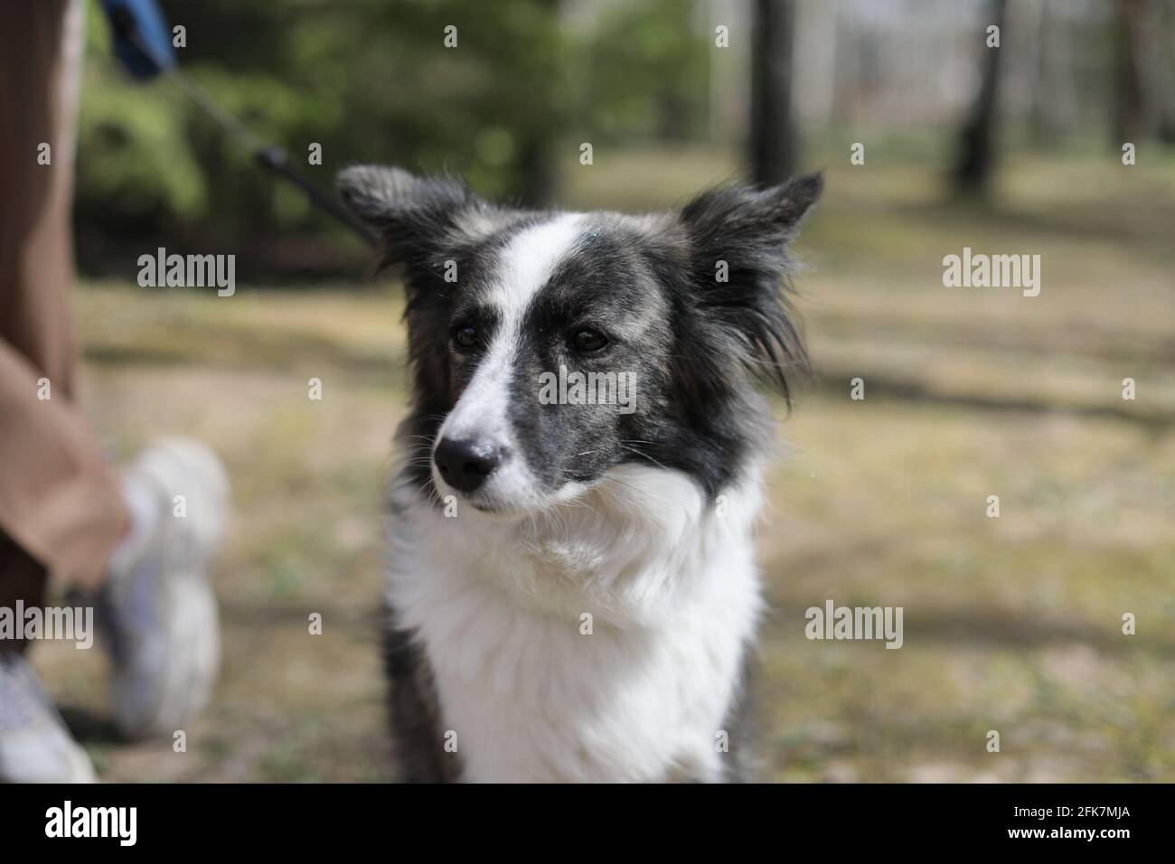 Thoughtfully dog hi-res stock photography and images - Alamy