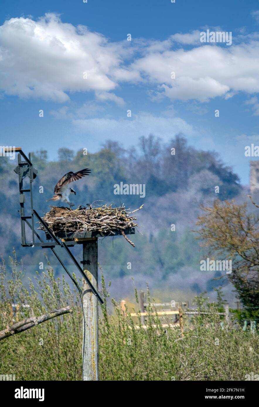 Rutland Water osprey breeding nest pole Osprey is a large fish-eating ...