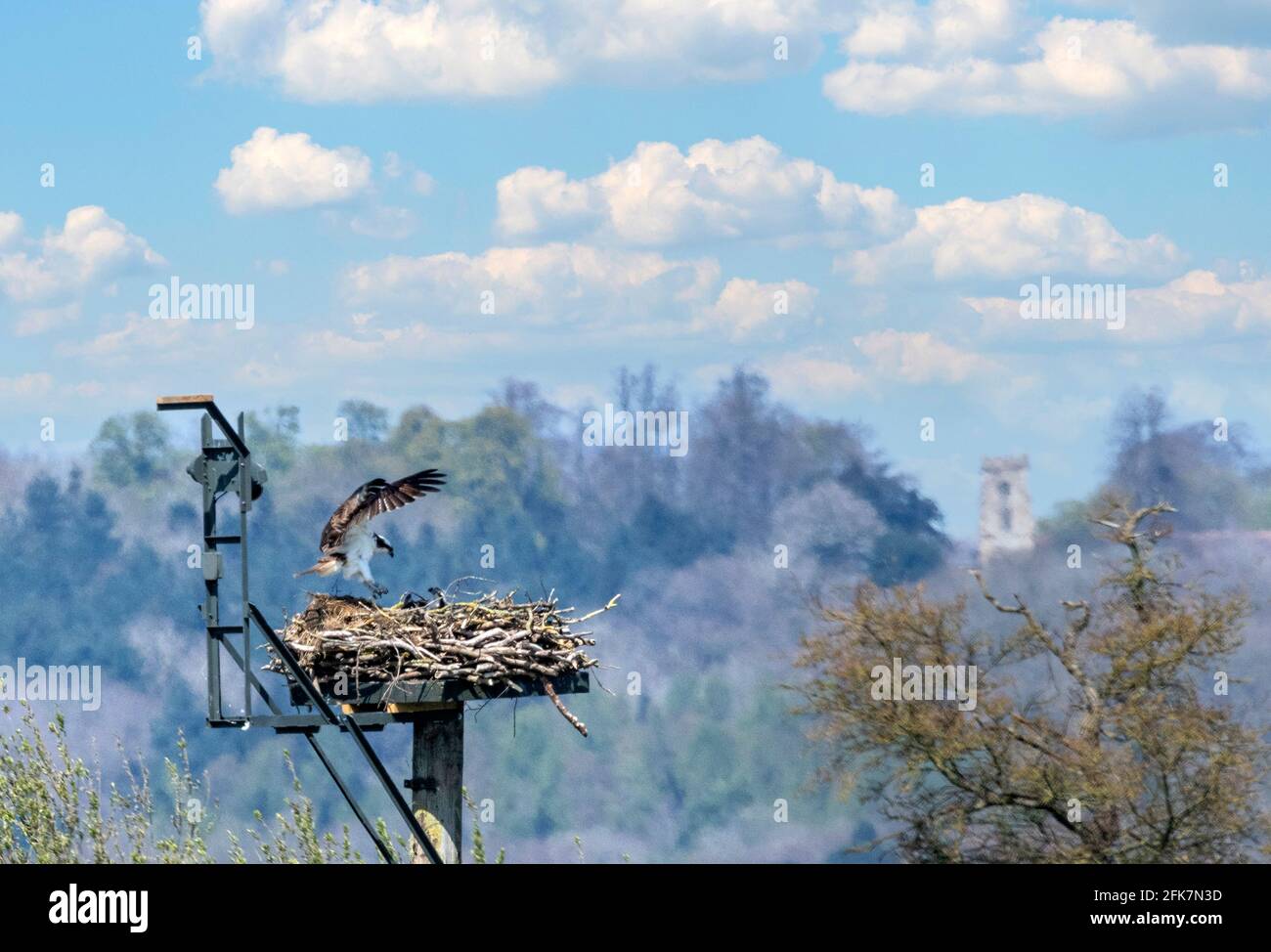 Osprey project voluteers hi-res stock photography and images - Alamy