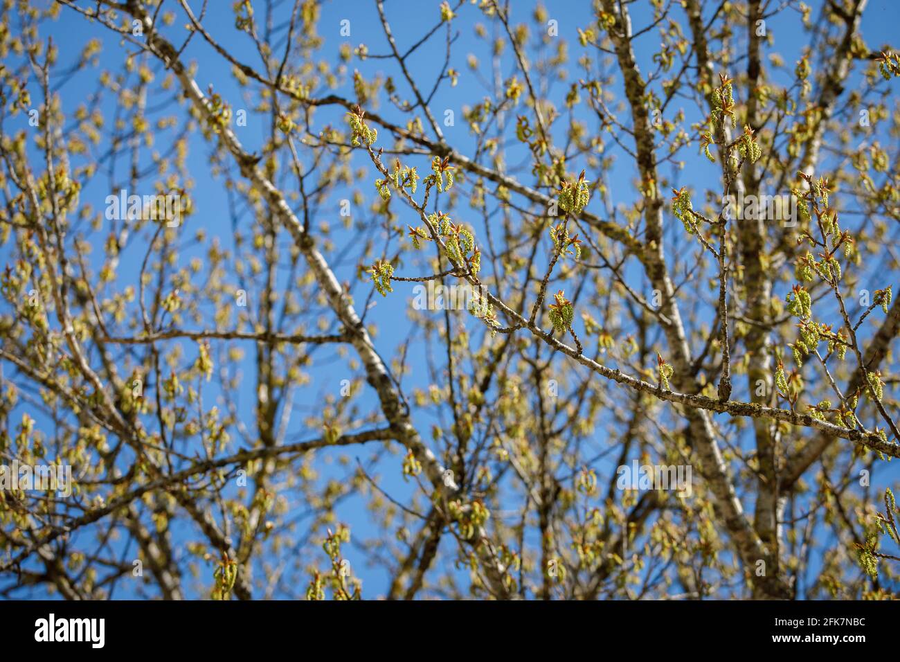 Poplar buds hi-res stock photography and images - Alamy