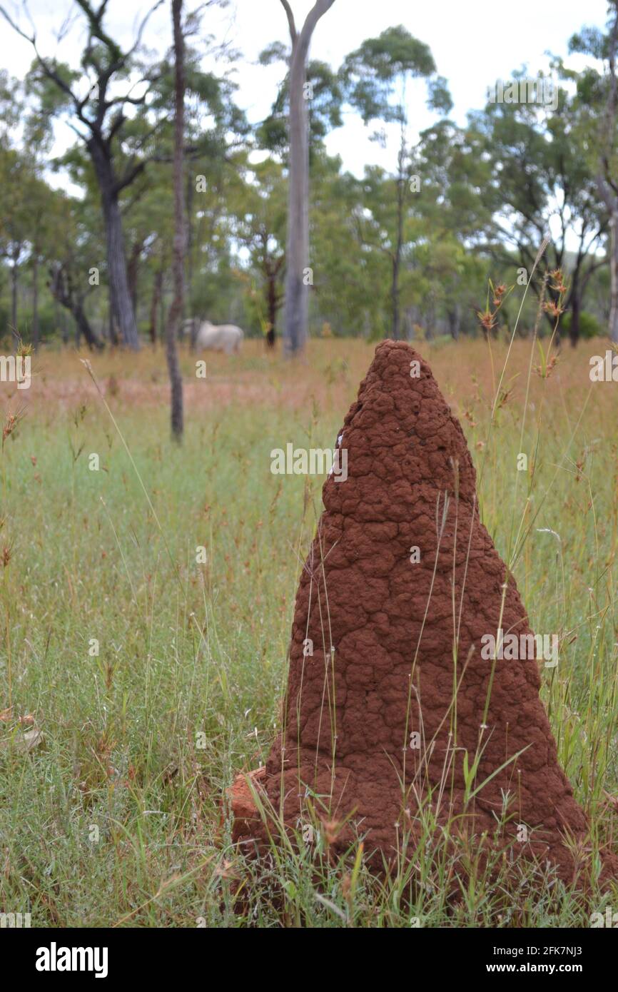 Large red dirt outback ant hill in Western Queensland in Australia with ...