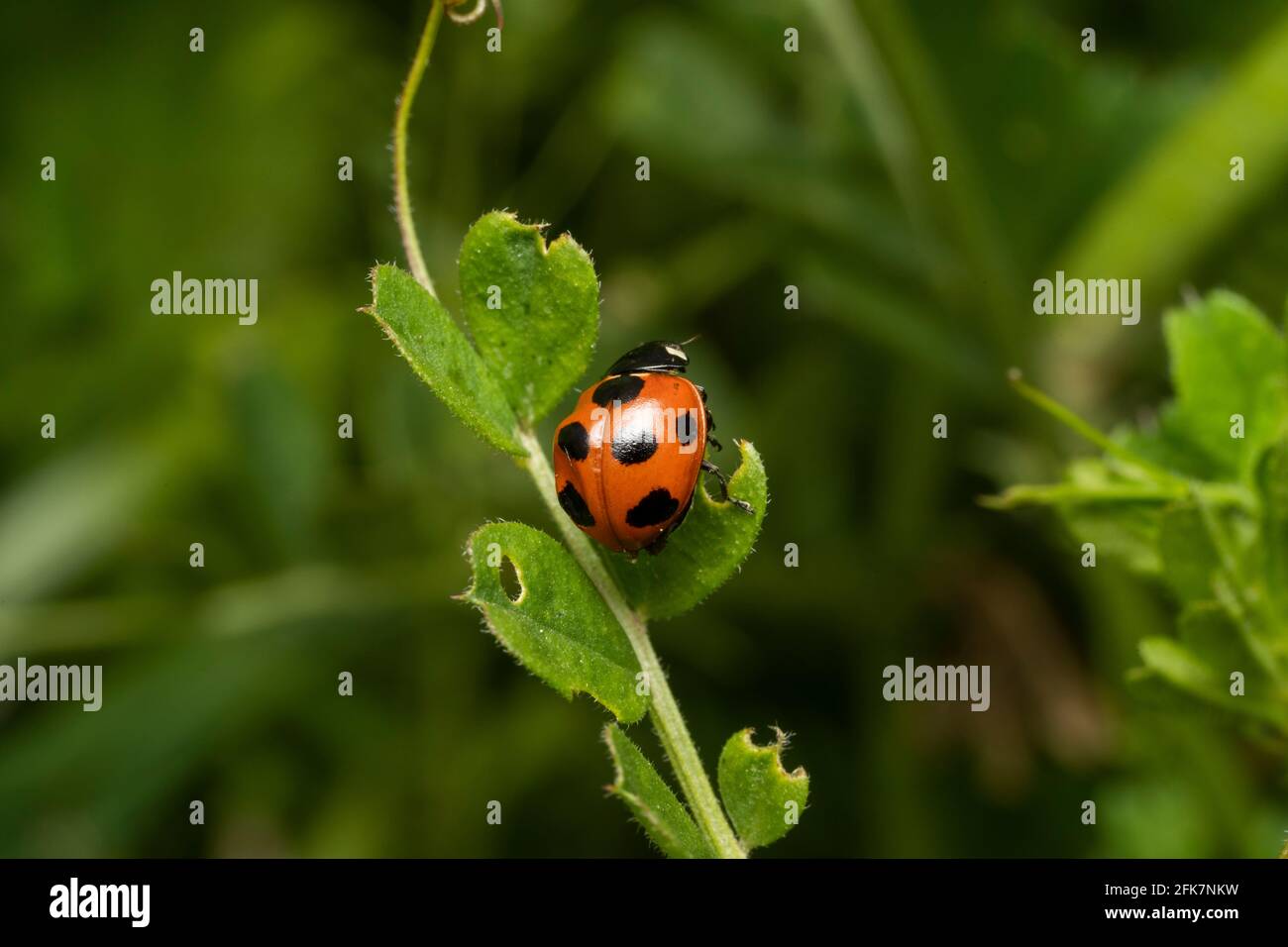 Seven-spotted ladybug (Coccinella septempunctata), Isehara City ...