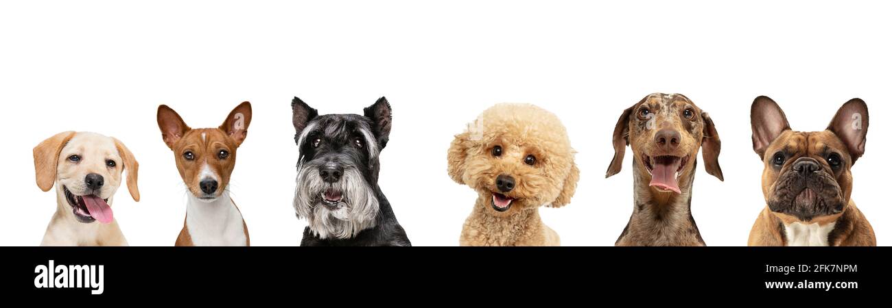 Art collage made of funny dogs different breeds posing isolated over white studio background ...