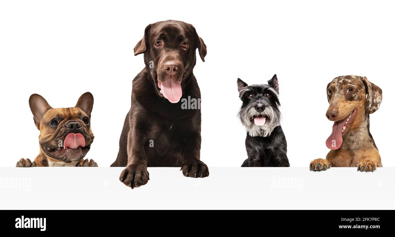 Art collage made of funny dogs different breeds posing isolated over white studio background ...
